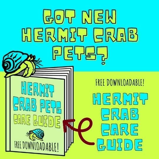 Hermit Crab Pets Care Guide Hermit Crab Pets