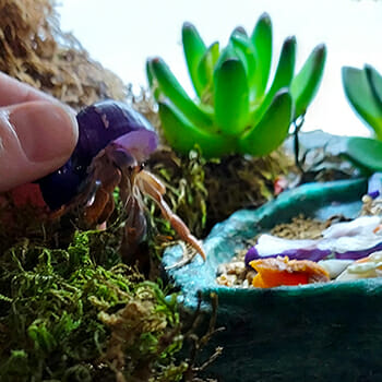 Handling Hermit Crab Pets Good Or Bad Hermit Crab Pets