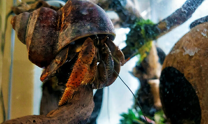 Caribbean Hermit Crab Facts And Care Hermit Crab Pets